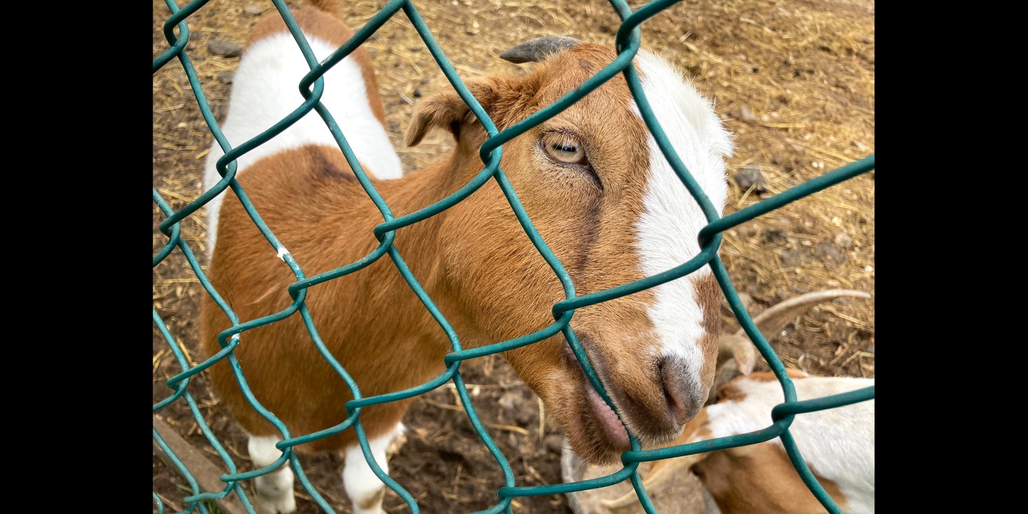 Rose Gold (Pt. 1) – Daily Nutmeg