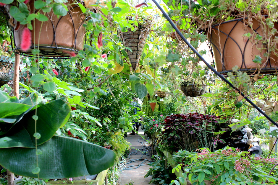 Escape Plants – Daily Nutmeg