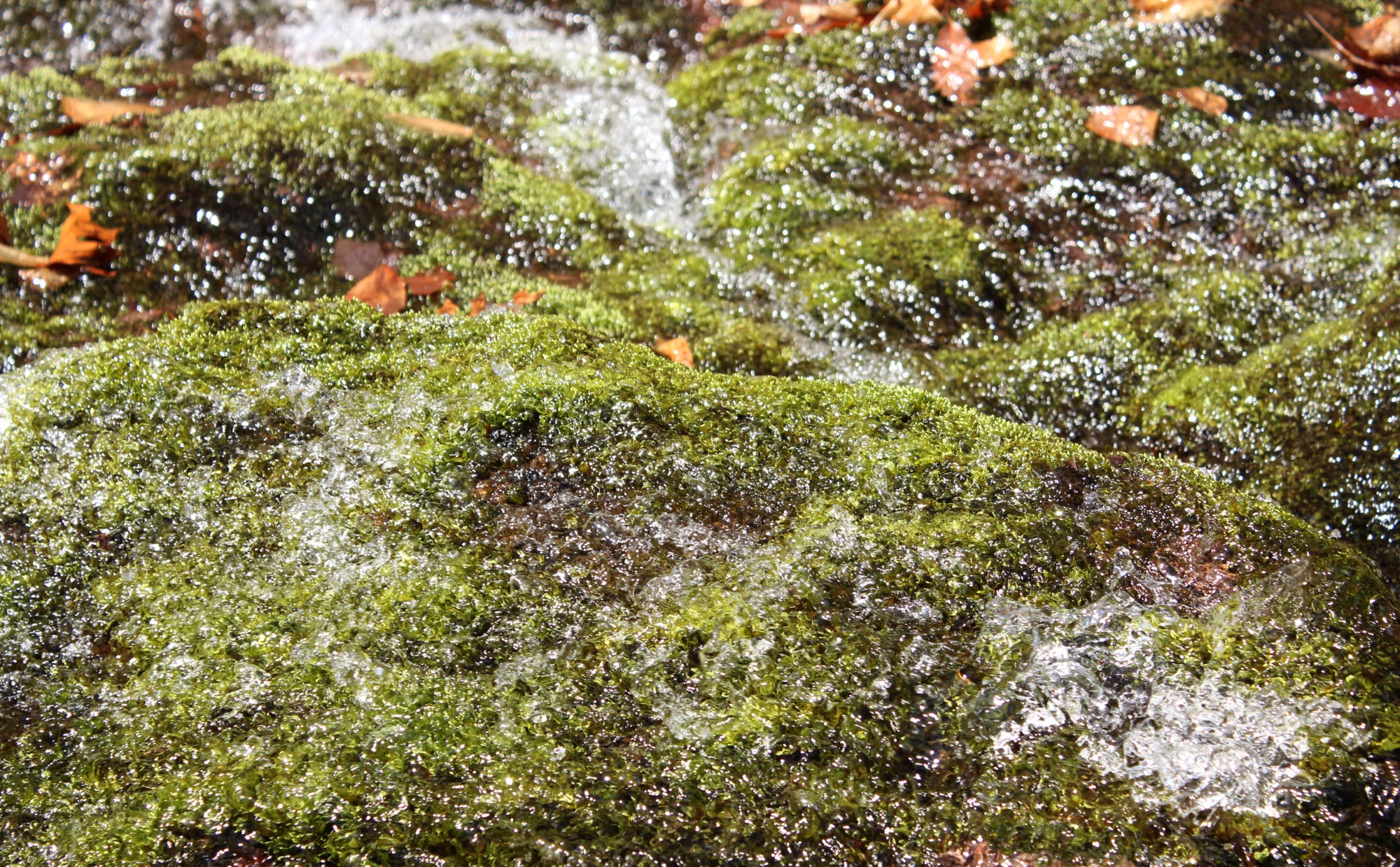 Spring Water – Daily Nutmeg