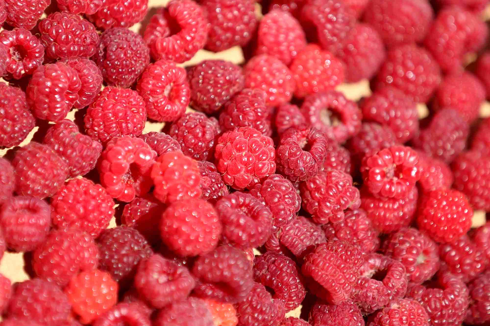 Berry Treasure – Daily Nutmeg