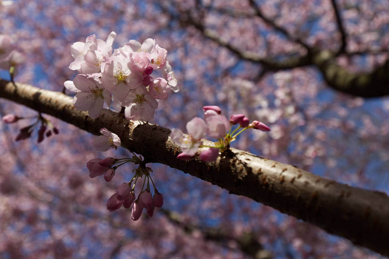 Pretty in Pink – Daily Nutmeg