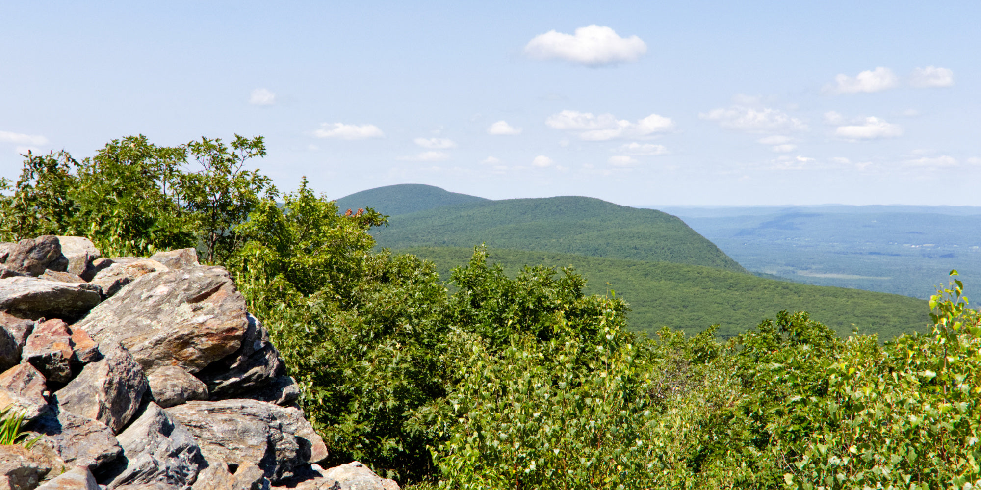 Bear with Me – Daily Nutmeg